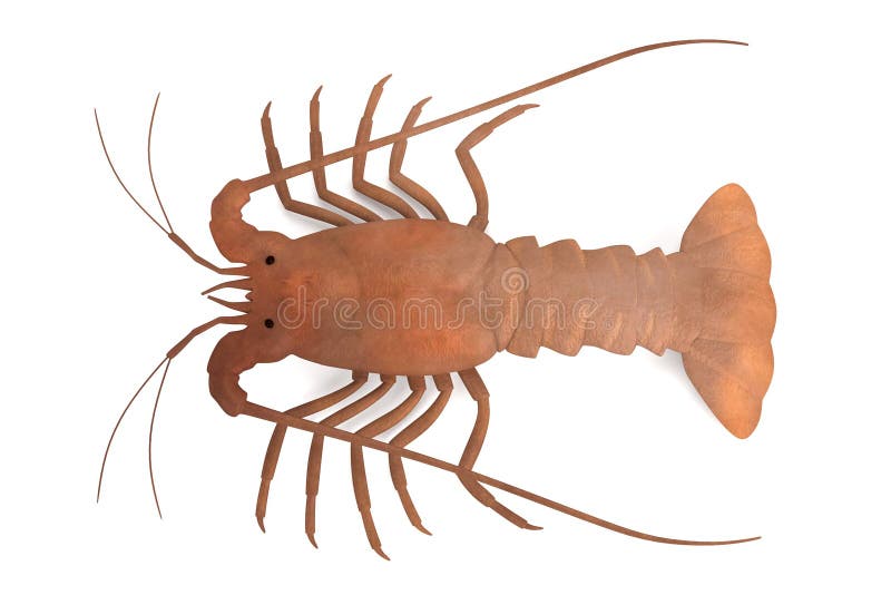 Spiny lobster stock illustration. Illustration of realistic - 40078002