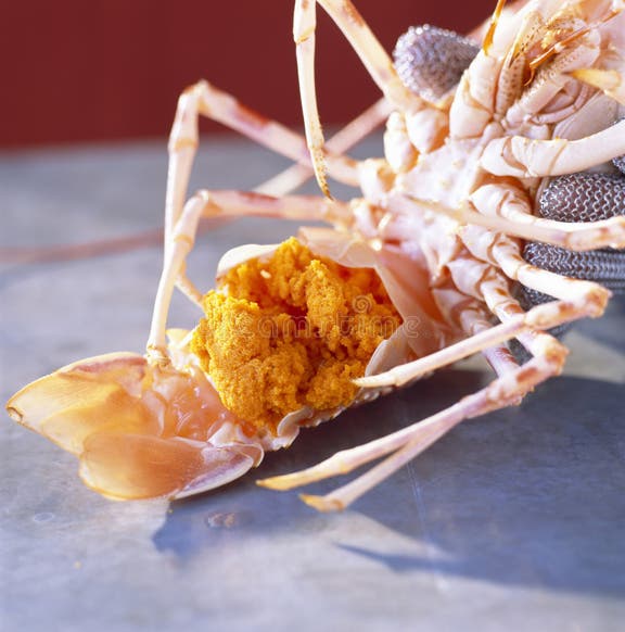 Spiny lobster with roe stock photo. Image of ingredient - 23702258
