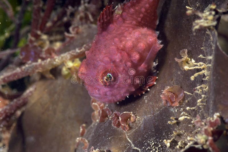 Spiny Dog Fish stock photo. Image of adventure, ocean - 10161072