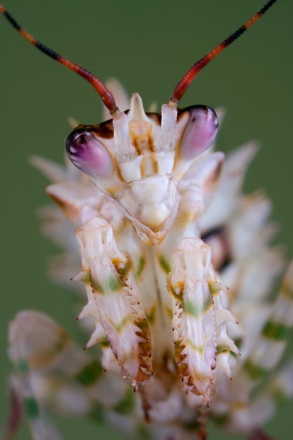 Spiny mantis 5 stock photo. Image of cricket, praying - 3791592