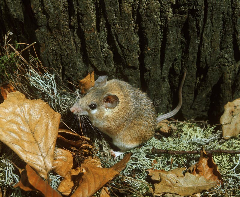 Spiny Mice, Acomys Dimidiatus, Adult Stock Photo - Image of length ...
