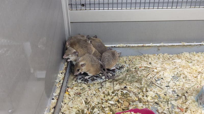 Spiny Mice Sleep in a Group in the Corner of a Container Stock Video ...