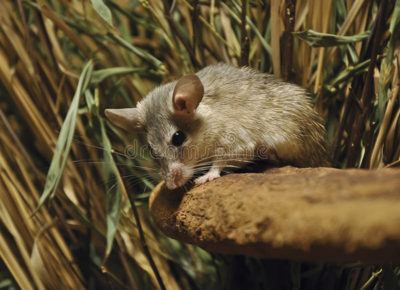 Spiny mouse stock photo. Image of hole, catch, mice, cheese - 18762040