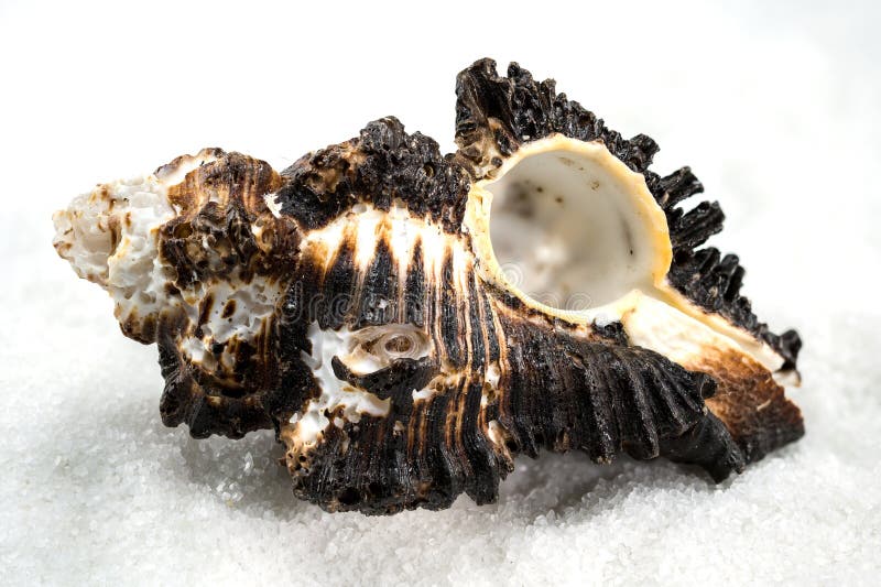 Spiny Murex Shell on a White Sand Stock Photo - Image of biology ...