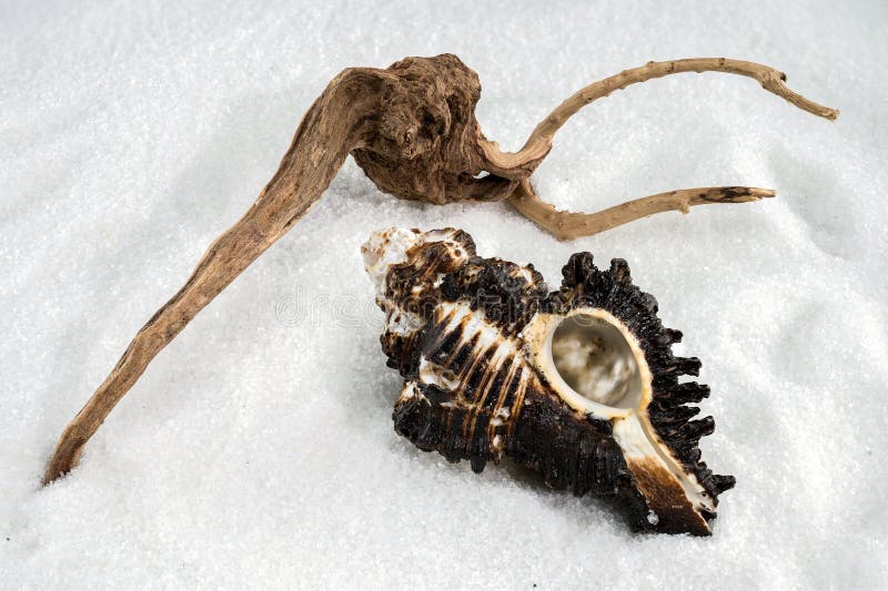 Spiny Murex Shell on a White Sand Stock Photo - Image of biology ...