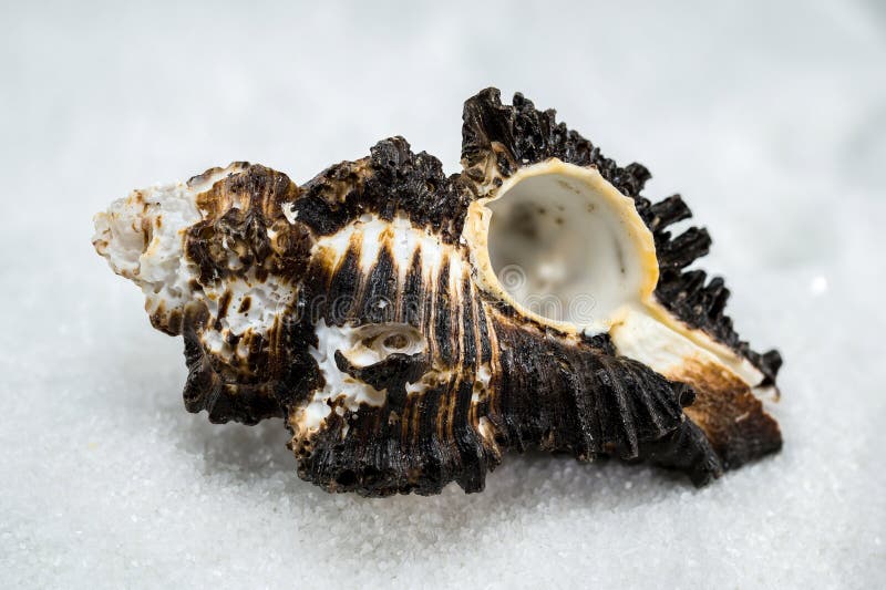 Spiny Murex Shell on a White Sand Stock Photo - Image of science ...