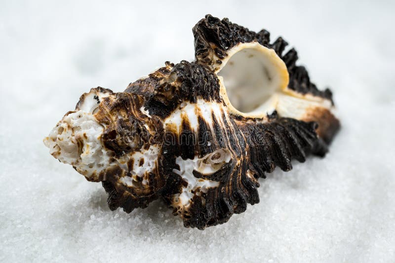 Spiny Murex Shell on a White Sand Stock Photo - Image of gastropoda ...