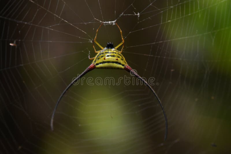 Spiny Orb Spider in Southeast Asia. Stock Image - Image of greenland ...