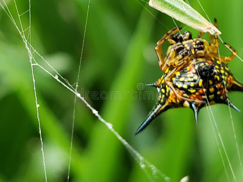 Spiny Orb Weaver Spider on a Green Leaf with Web Stock Photo - Image of ...