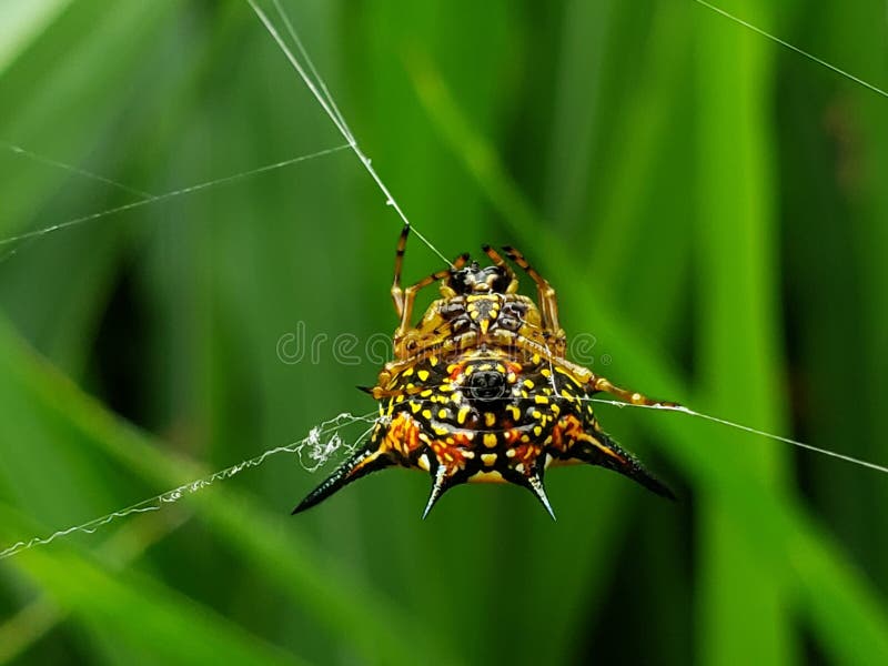 Spiny Orb Weaver Spider Hanging in a Web Stock Photo - Image of ...