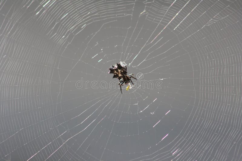 Spiny orb weaver stock image. Image of spider, climb - 103419255