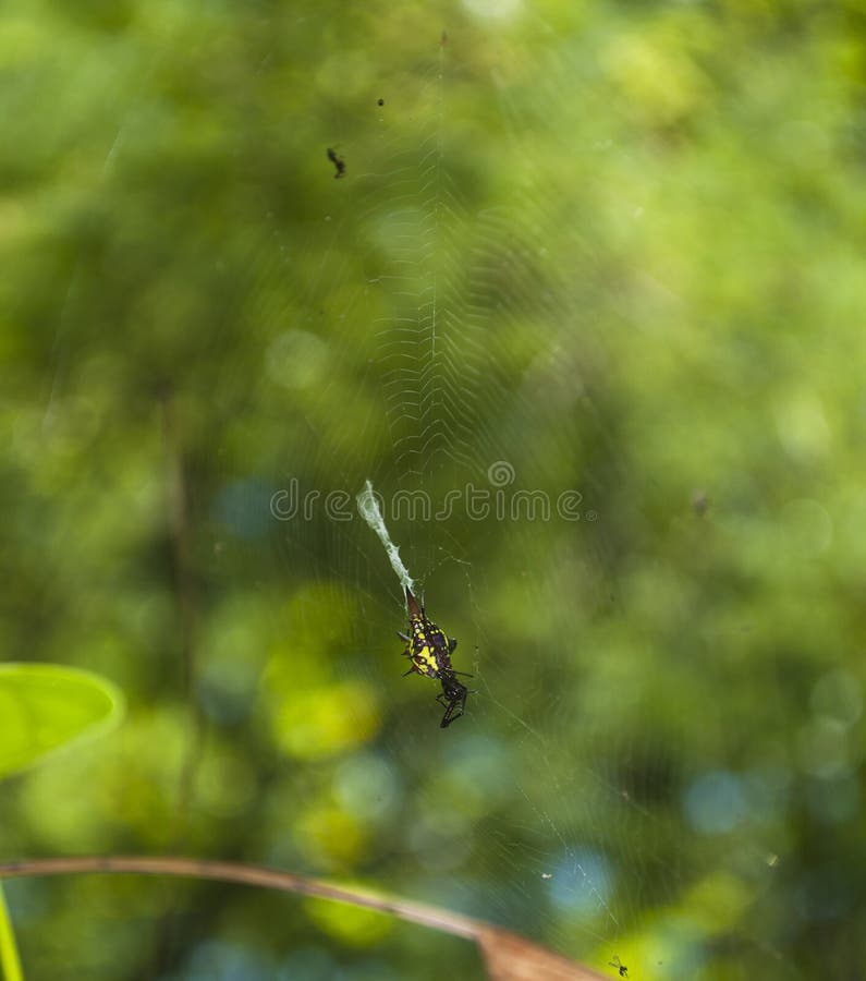 Spiny orb weaver stock image. Image of spider, climb - 103419255