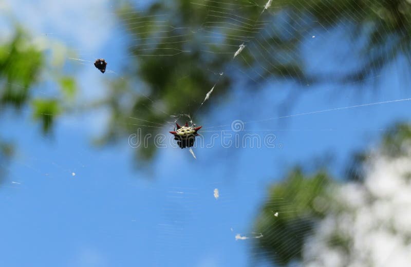 Spiny Spider on Blue Sky Background Stock Photo - Image of environment ...