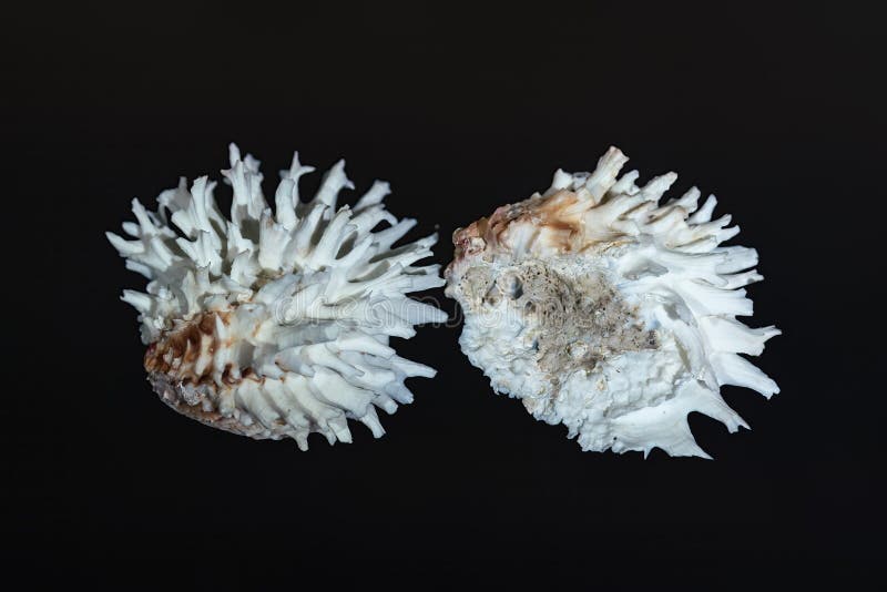 Spiny Oyster Shell Interior - Seashell Stock Image - Image of fauna ...