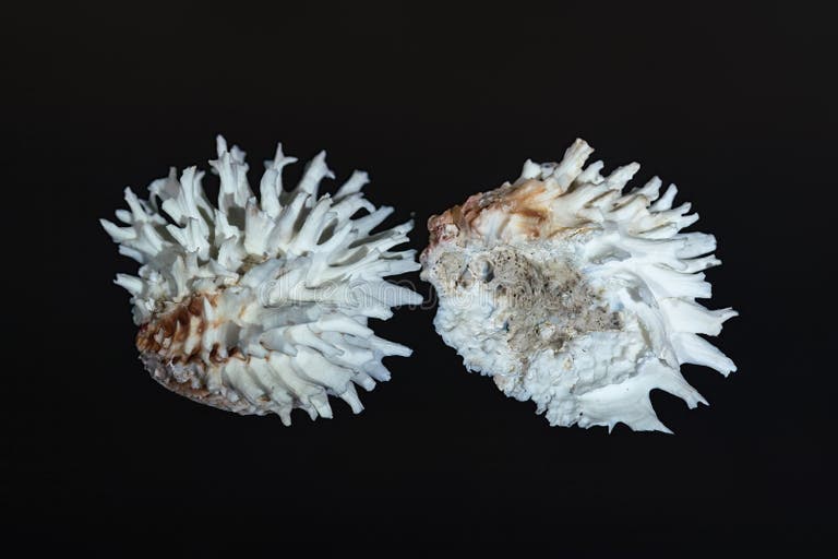 Spiny Oyster Shell Interior - Seashell Stock Image - Image of fauna ...