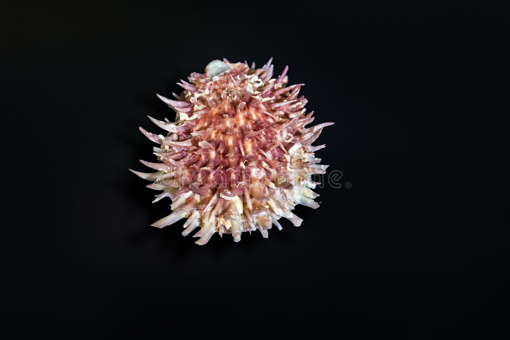 Spiny Oyster Shell - Seashell Stock Image - Image of portrait, hard ...