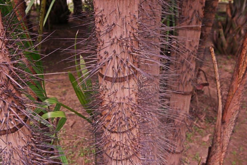 Spiny palm trunk stock image. Image of tropical, tall - 96299855