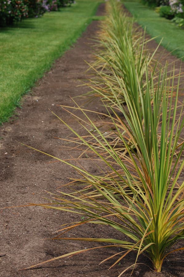Spiny plants in garden stock image. Image of gardening - 14422283