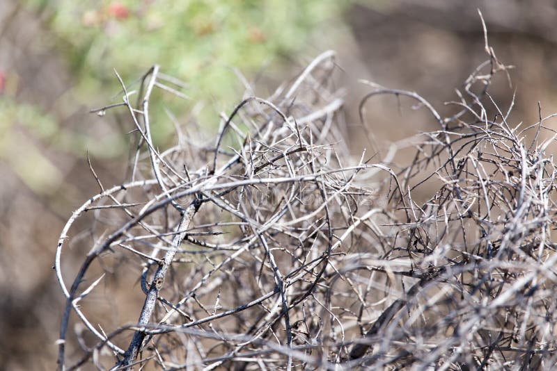 Spiny plants in nature stock image. Image of succulent - 106778193