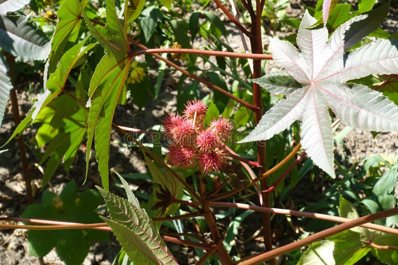 Spiny Red Fruits in the Leafage of Ricinus Communis in September Stock ...