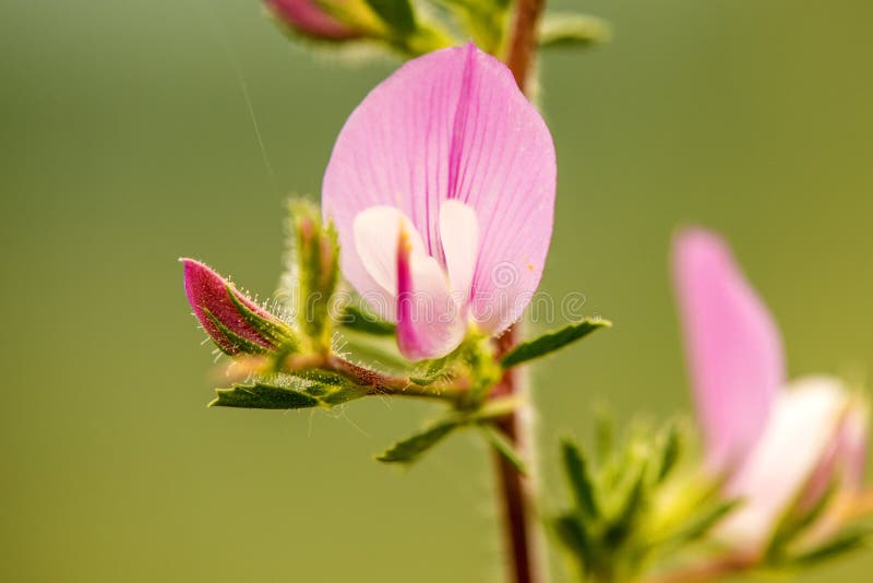 Spiny Restharrow, Medicinal Plant with Flower Stock Photo - Image of ...