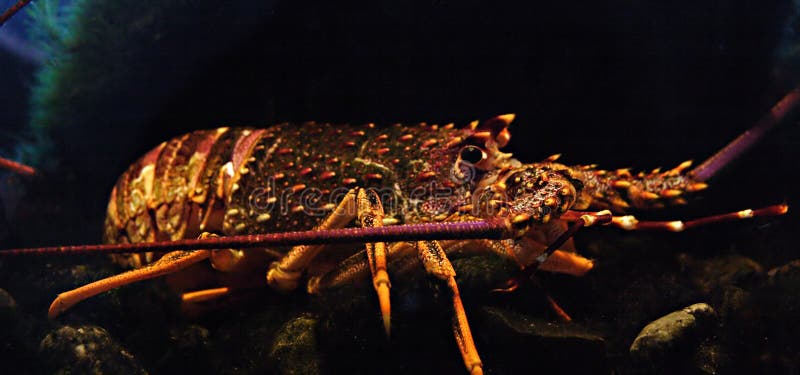Crayfish Spiny Rock Lobster Stock Photo - Image of gourmet, seafood ...