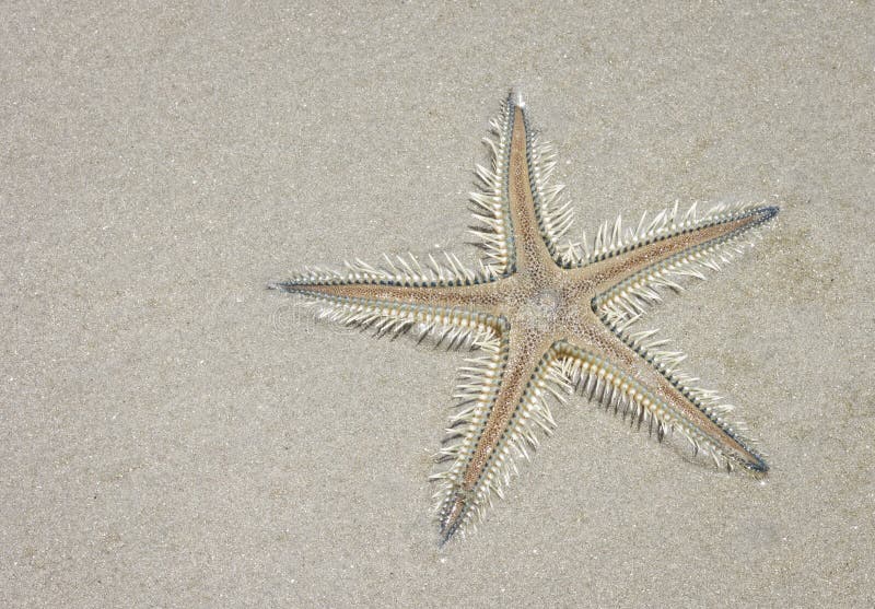 Starfish (Astropecten Jonstoni) Stock Photo - Image of detail, jonstoni ...