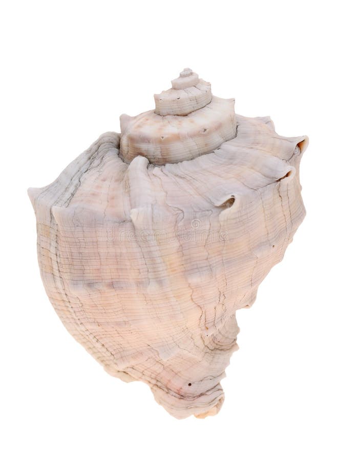 193 Spiny Mollusk Seashell Stock Photos - Free & Royalty-Free Stock ...