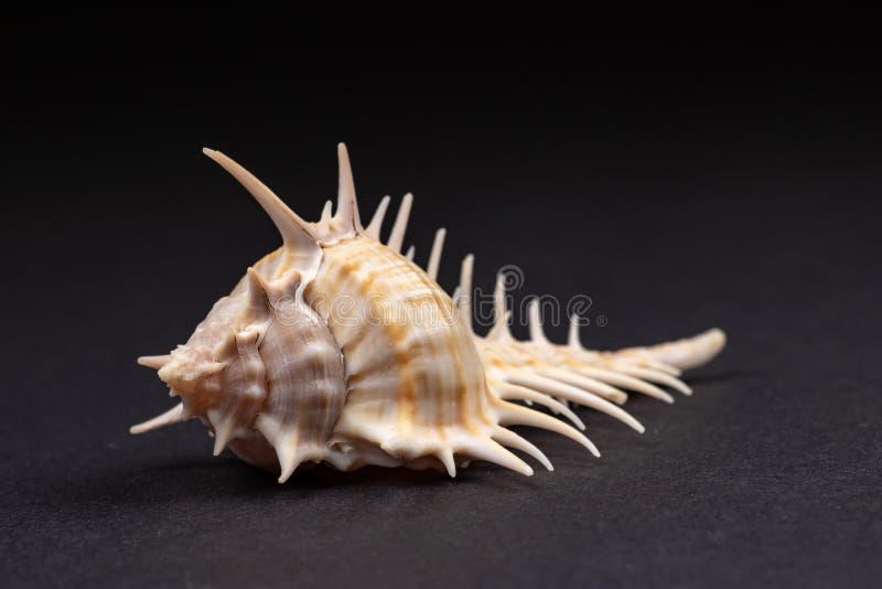 109 Spiny Mollusk Seashell Stock Photos - Free & Royalty-Free Stock ...