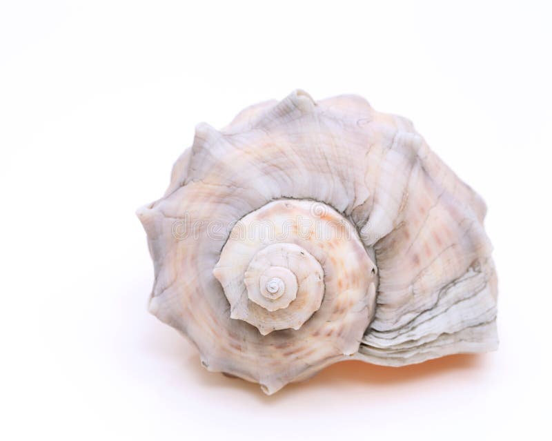 193 Spiny Mollusk Seashell Stock Photos - Free & Royalty-Free Stock ...