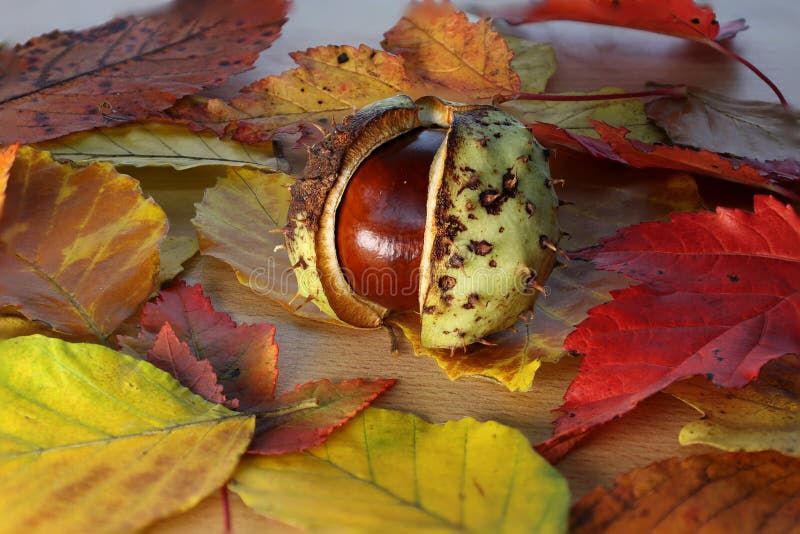 The Spiny Shell of the Chestnut Partially Detached Stock Photo - Image ...