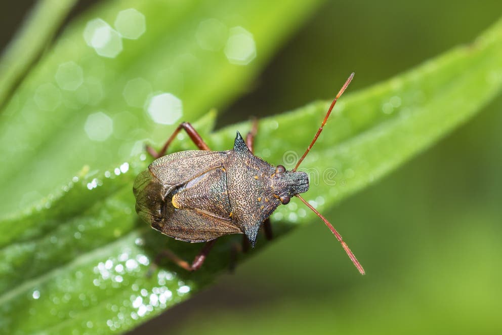 Spiny Shield Bug (Picromerus Bidens) on a Leaf Stock Photo - Image of ...