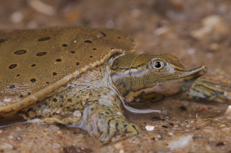 Spiny softshell turtle stock image. Image of water, bottom - 15863835