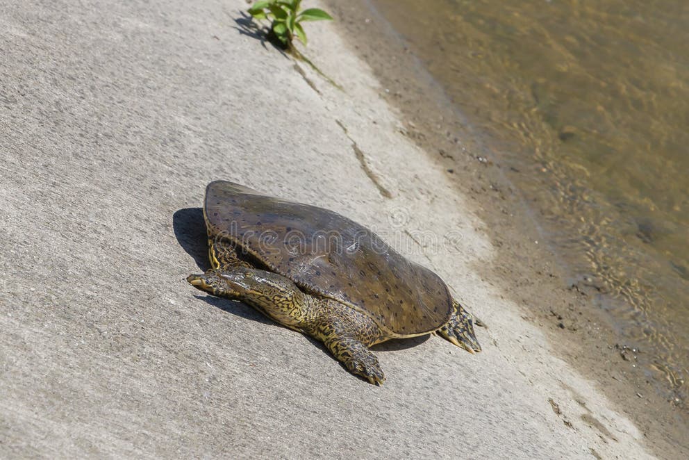 Spiny Softshell Turtle stock image. Image of wings, reptile - 55116215