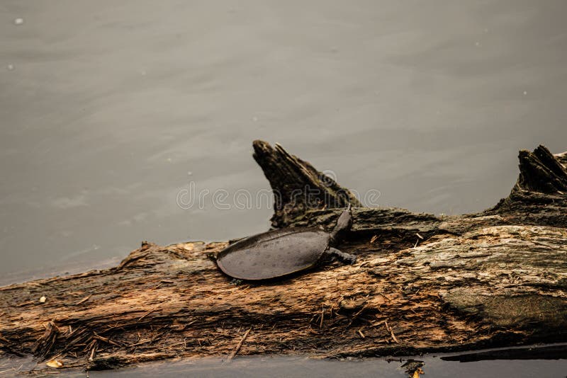 Spiny Softshell Turtle Crawling on Tree Trunk by the Water Stock Image ...