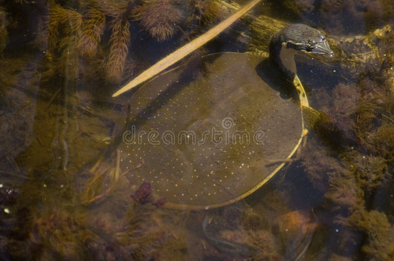 A Spiny Softshell Turtle in a Pond. Stock Image - Image of blending ...