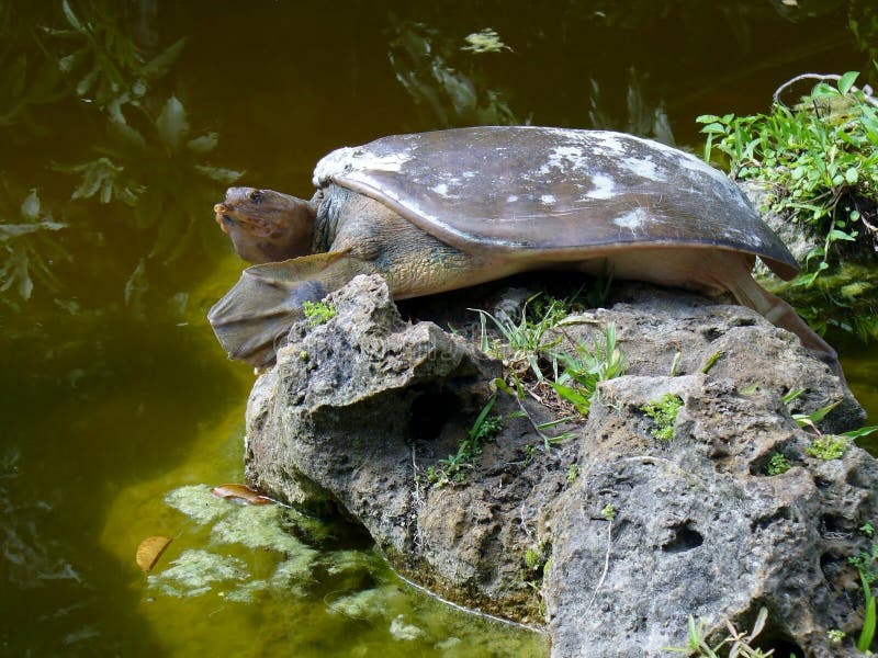 Spiny Softshell Turtle (Apalone Spinifera) Stock Photo - Image of fauna ...
