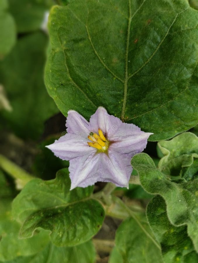 Spiny Solanums Stock Photos - Free & Royalty-Free Stock Photos from ...