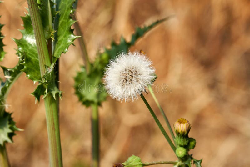 Spiny Sow Thistle White Puff Bloom Sonchus Asper Plant Growing in Texas ...