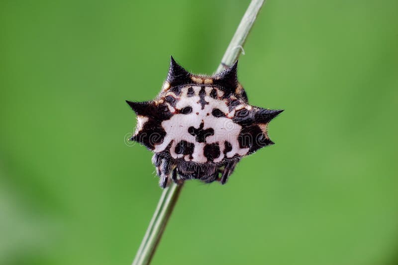 Spiny Spider Picture. Image: 28227917