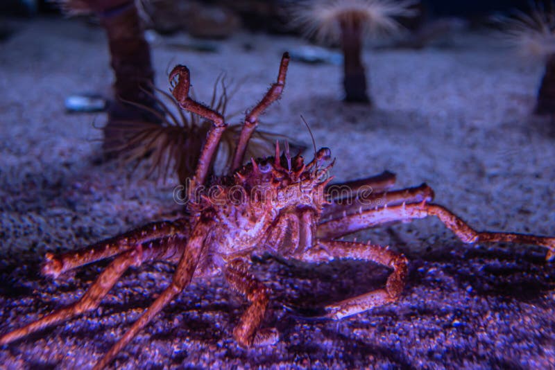 Spiny Spider Crab stock photo. Image of spider, coral - 229612516
