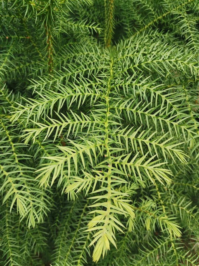 Spiny spruce leaves stock image. Image of evergreen - 261963041