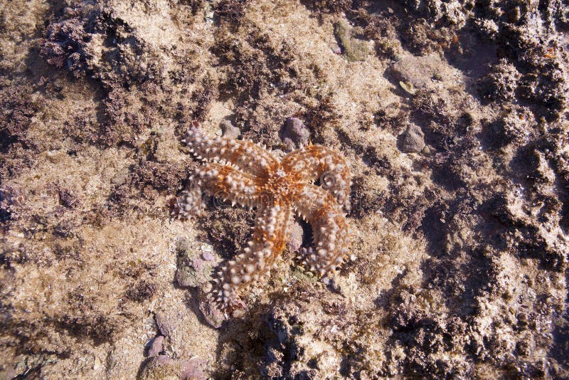 Spiny Starfish and Purple Urchin Stock Image - Image of mussels ...