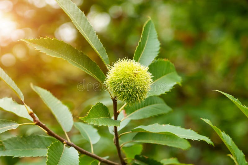 Spiny Sweet Chestnut Fruit on a Tree. Castanea Sativa Stock Image ...