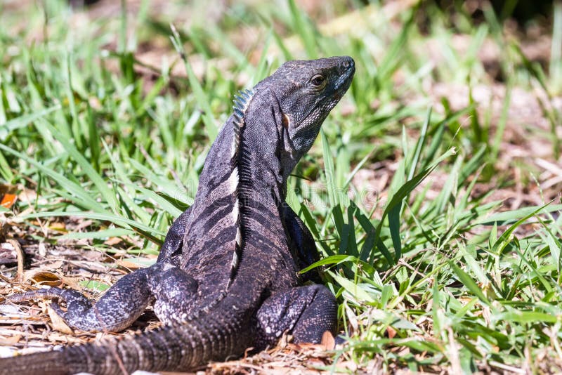 Spiny Tail Iguana - Ctenosaur Stock Image - Image of tail, iguana: 79407779