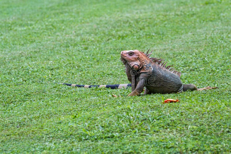 Spiny Tail Iguana - Ctenosaur Stock Image - Image of close, detail ...
