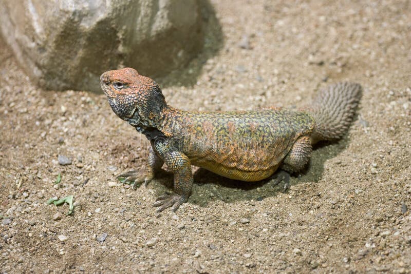 Spiny-tailed Lizard (Uromastyx Acanthinurus) Stock Photo - Image of ...