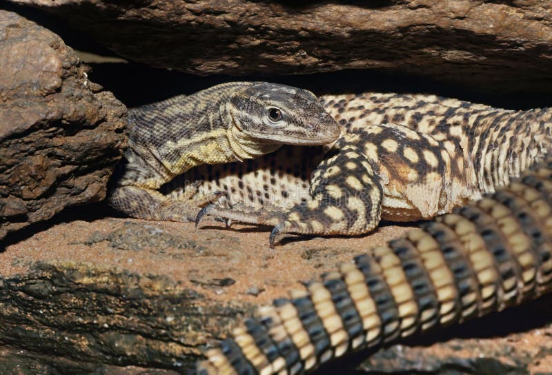 Spiny-tailed monitor stock photo. Image of mexico, sahara - 273204538