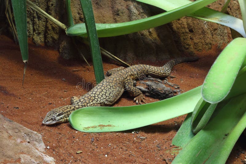 Spiny-tailed monitor stock image. Image of animal, nature - 31349623