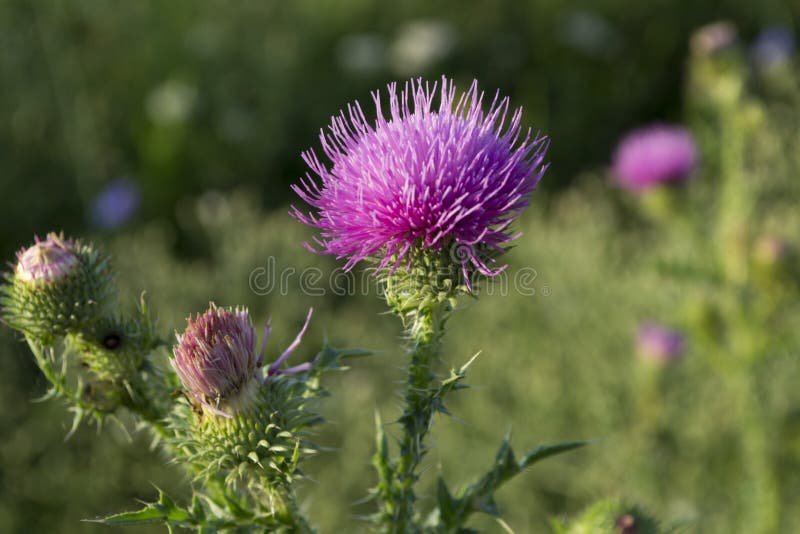 Thistle in the field stock photo. Image of flower, flowering - 153053604